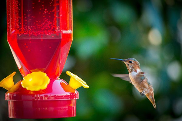 Backyard Bird Feeders and Feeding Stations – Birdwatching Enthusiast