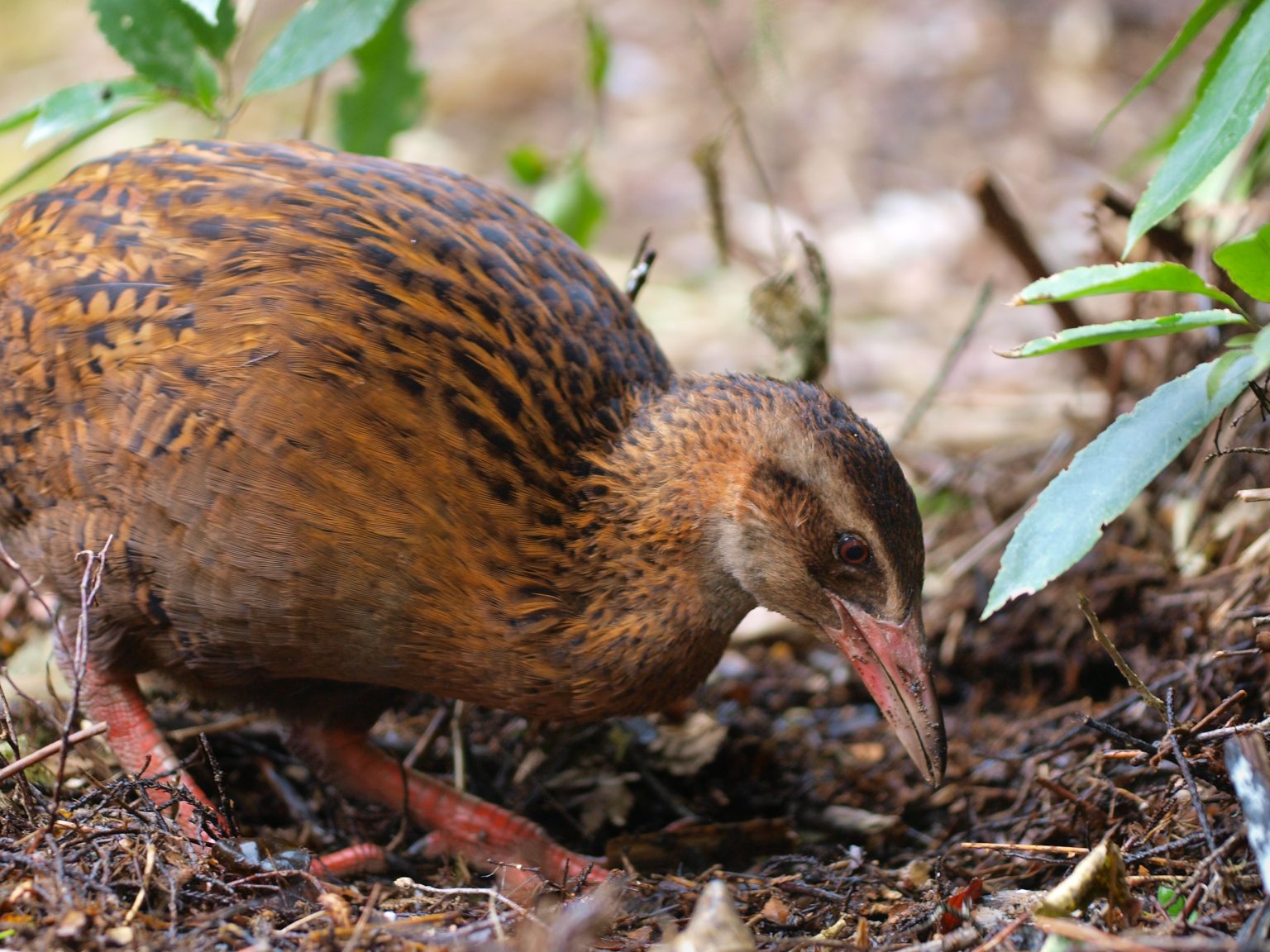 21 Best Birdwatching Locations in New Zealand: From Coastlines to ...