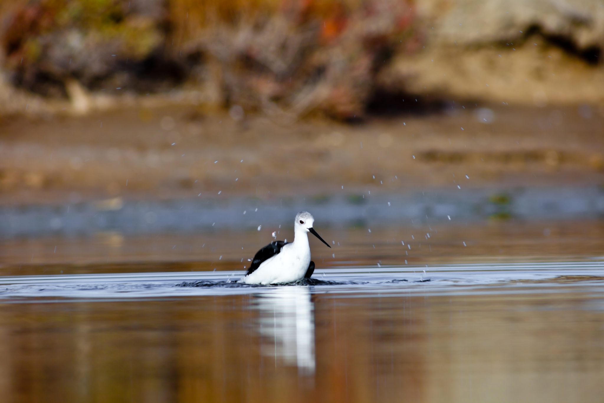 21 Best Birdwatching Locations in New Zealand: From Coastlines to ...