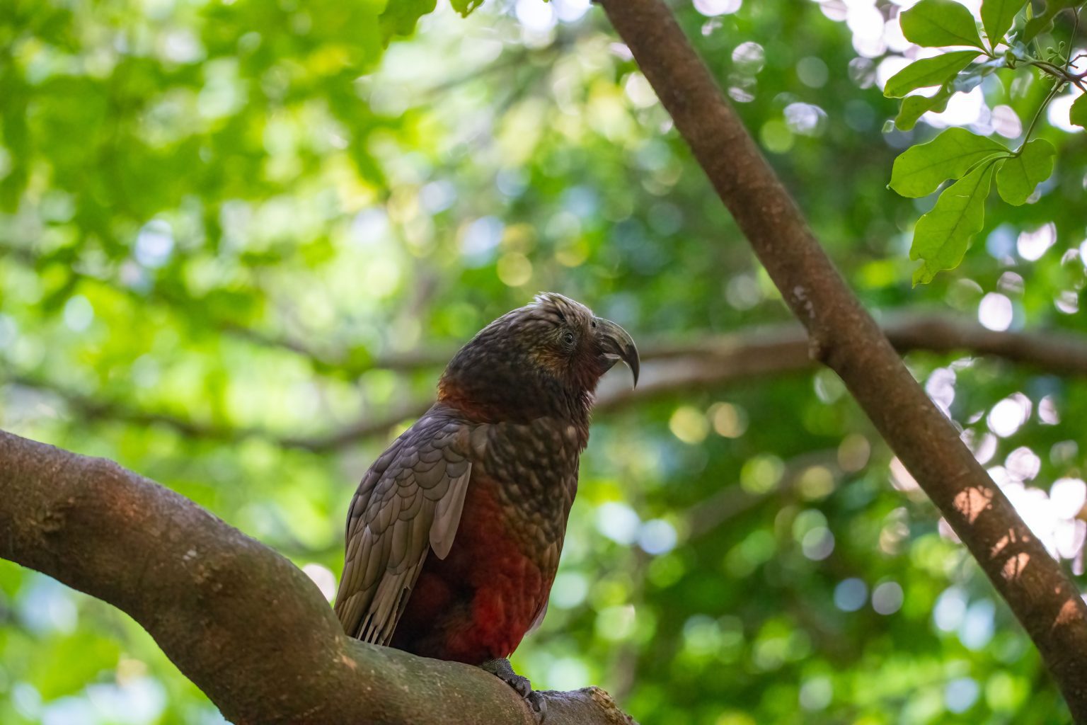 21 Best Birdwatching Locations in New Zealand: From Coastlines to ...