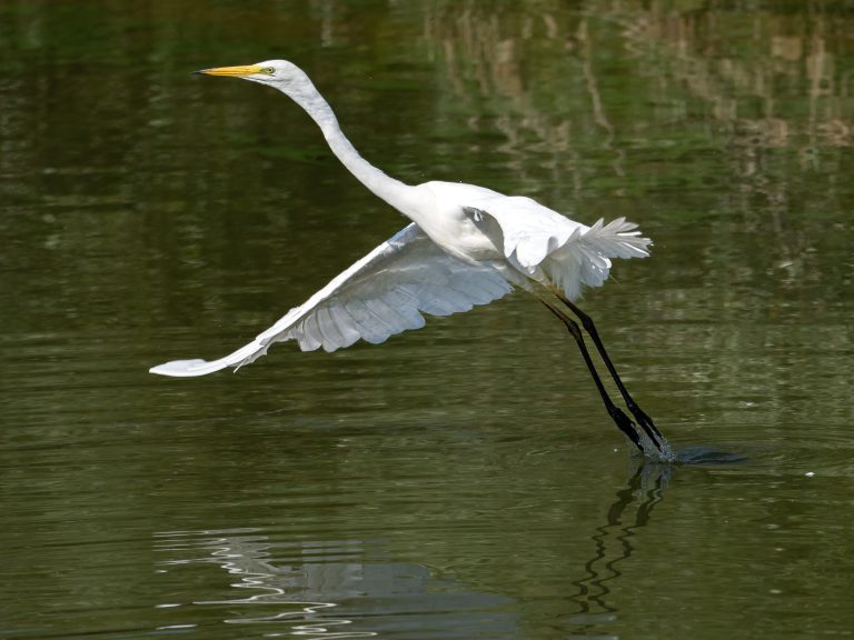 21 Best Birdwatching Locations in New Zealand: From Coastlines to ...