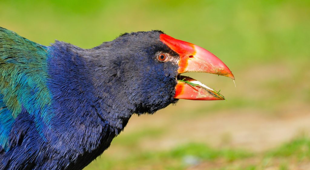 21 Best Birdwatching Locations in New Zealand: From Coastlines to ...