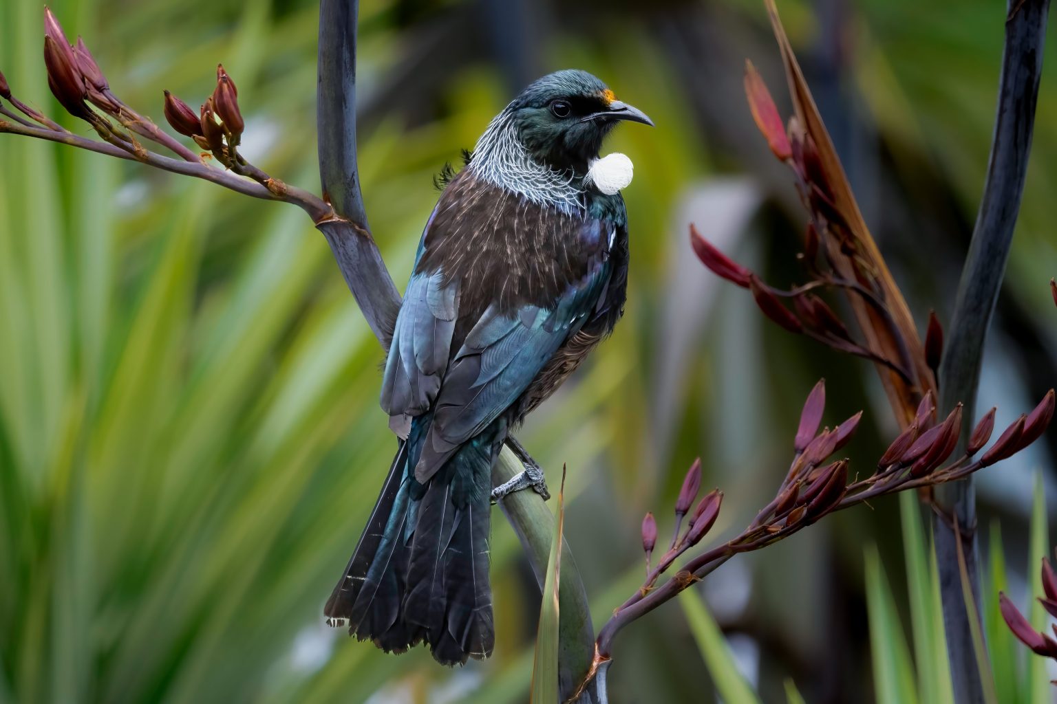 21 Best Birdwatching Locations in New Zealand: From Coastlines to ...