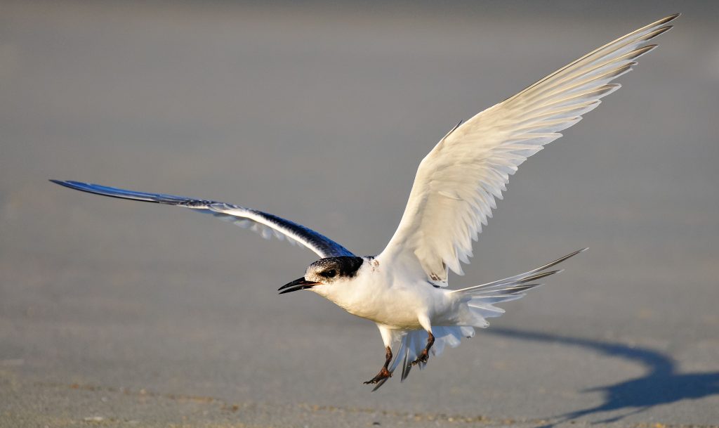 21 Best Birdwatching Locations in New Zealand: From Coastlines to ...