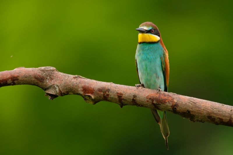 15 Best Birdwatching Destinations in the World: A Birder’s Dream ...