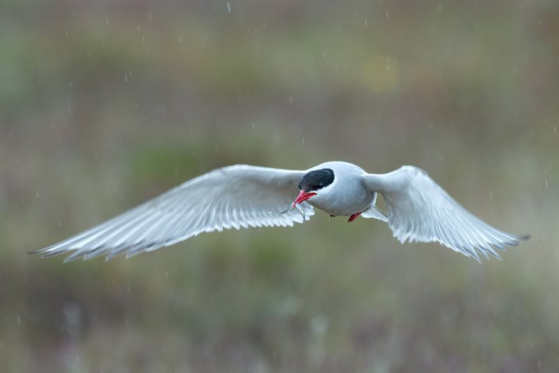 Bird Migration Uncovered: Exploring Avian Journeys – Birdwatching ...