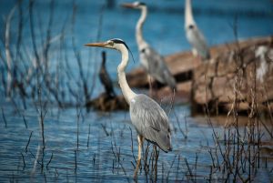 10 Aquatic Bird Types and Their Unique Nesting Behaviors: Insights into ...