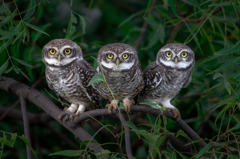 10 Nocturnal Birds and Their Remarkable Nighttime Adaptations ...