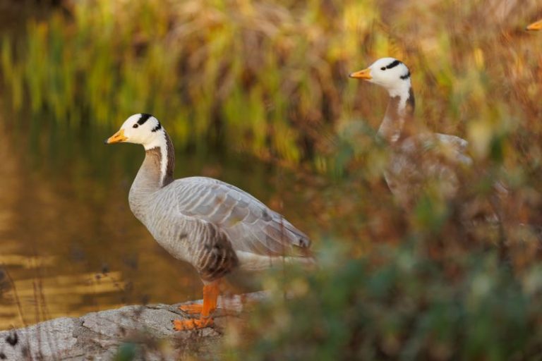 Top 10 Highest Flying Birds: Masters of the Sky – Birdwatching Enthusiast