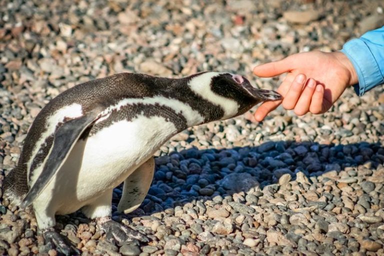 10 Fun Facts About Penguins: Your Burning Questions Answered ...
