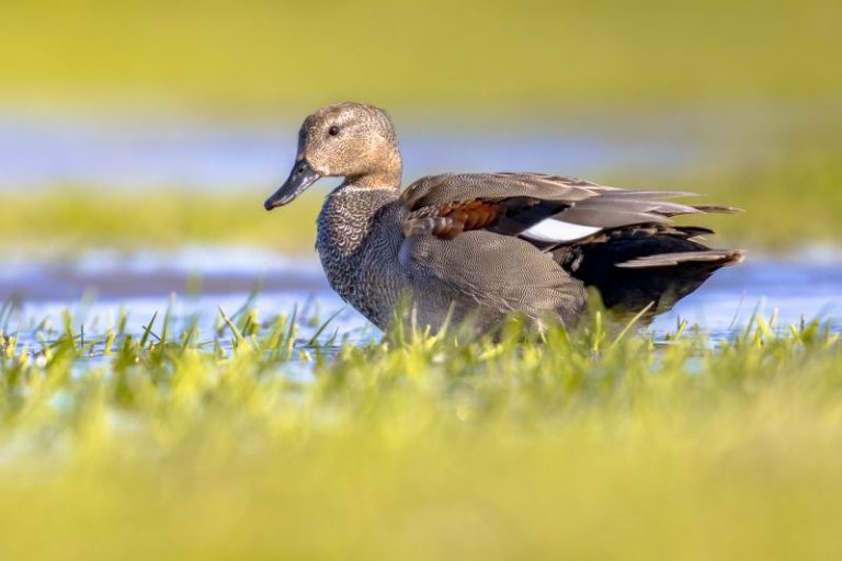 Male or Female? Identifying Ducks Made Easy – Birdwatching Enthusiast