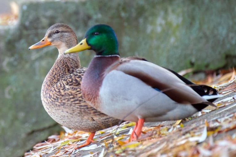 Male or Female? Identifying Ducks Made Easy – Birdwatching Enthusiast